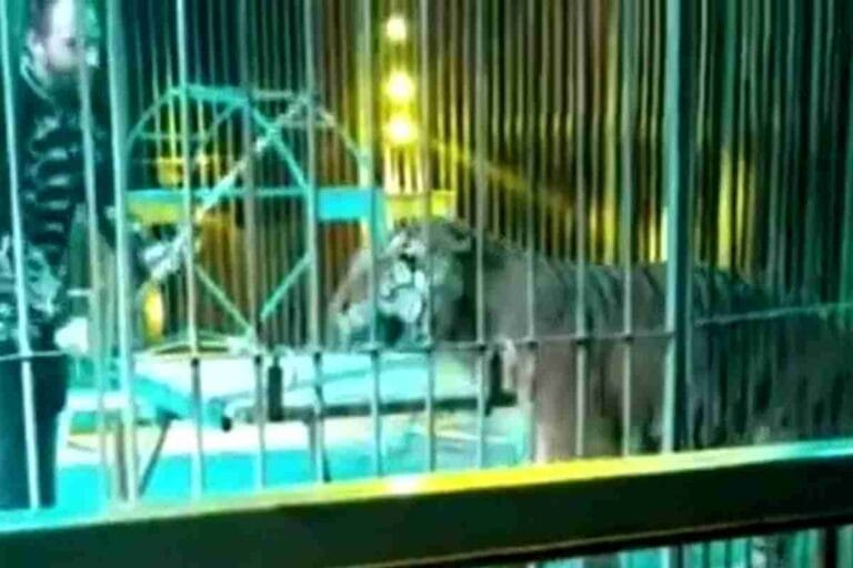 Tigre attacca il domatore Ivan Orfei durante uno spettacolo circense ...